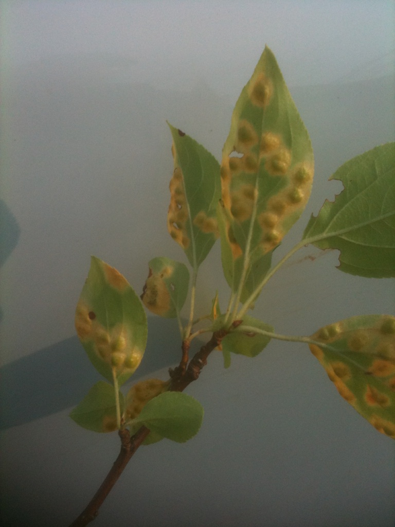 Tree Leaf Galls - Prestige Shrub Tree Turf