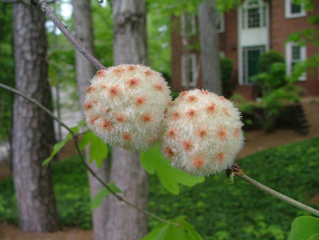 Tree Leaf Galls - Prestige Shrub Tree Turf