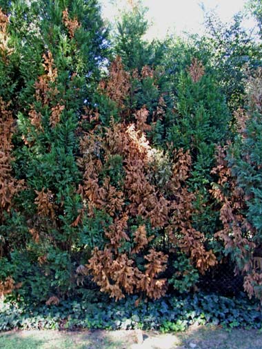 Seiridium Canker Reduction In Leyland Cypress - Prestige Shrub Tree Turf