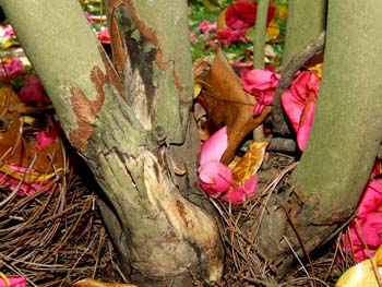 Plant Die Back - Prestige Shrub Tree Turf