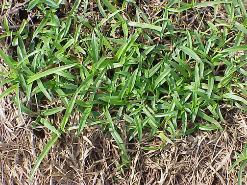 Dove Weed - Prestige Shrub Tree Turf