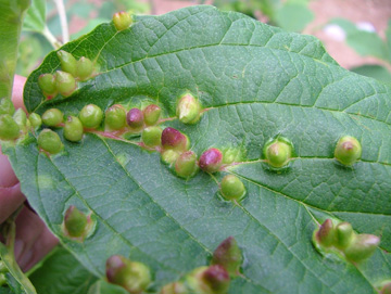 Leaf Galls - Prestige Shrub Tree Turf