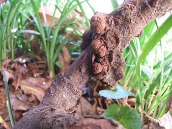 Rodent damage to plants - Prestige Shrub Tree Turf