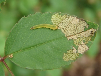 Rose Leaf Skeletonizer - Prestige Shrub Tree Turf